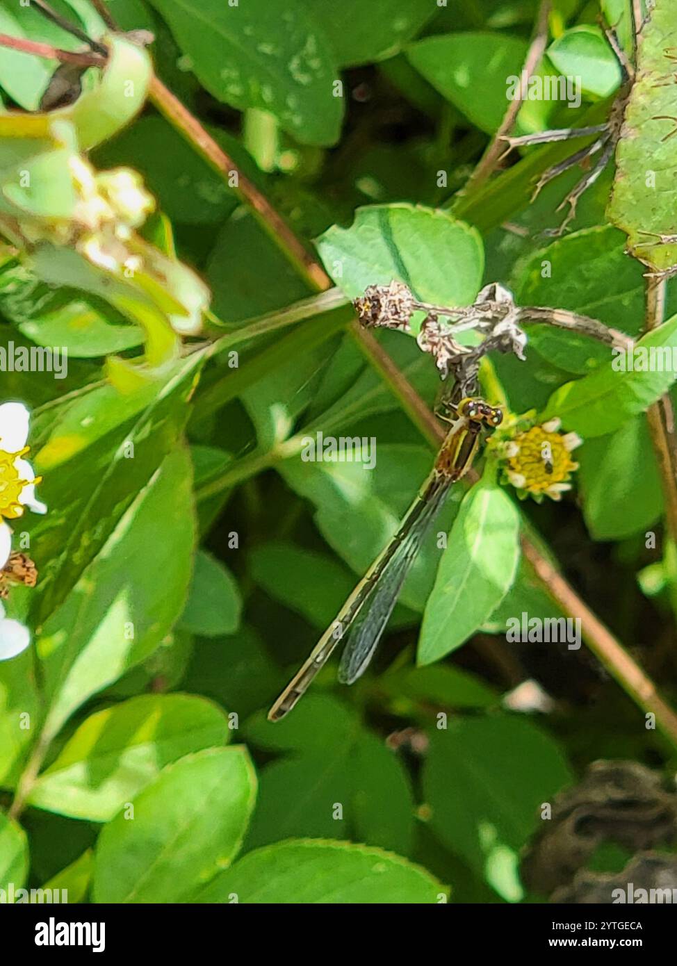 Ramburii ramburii Banque de photographies et d’images à haute ...