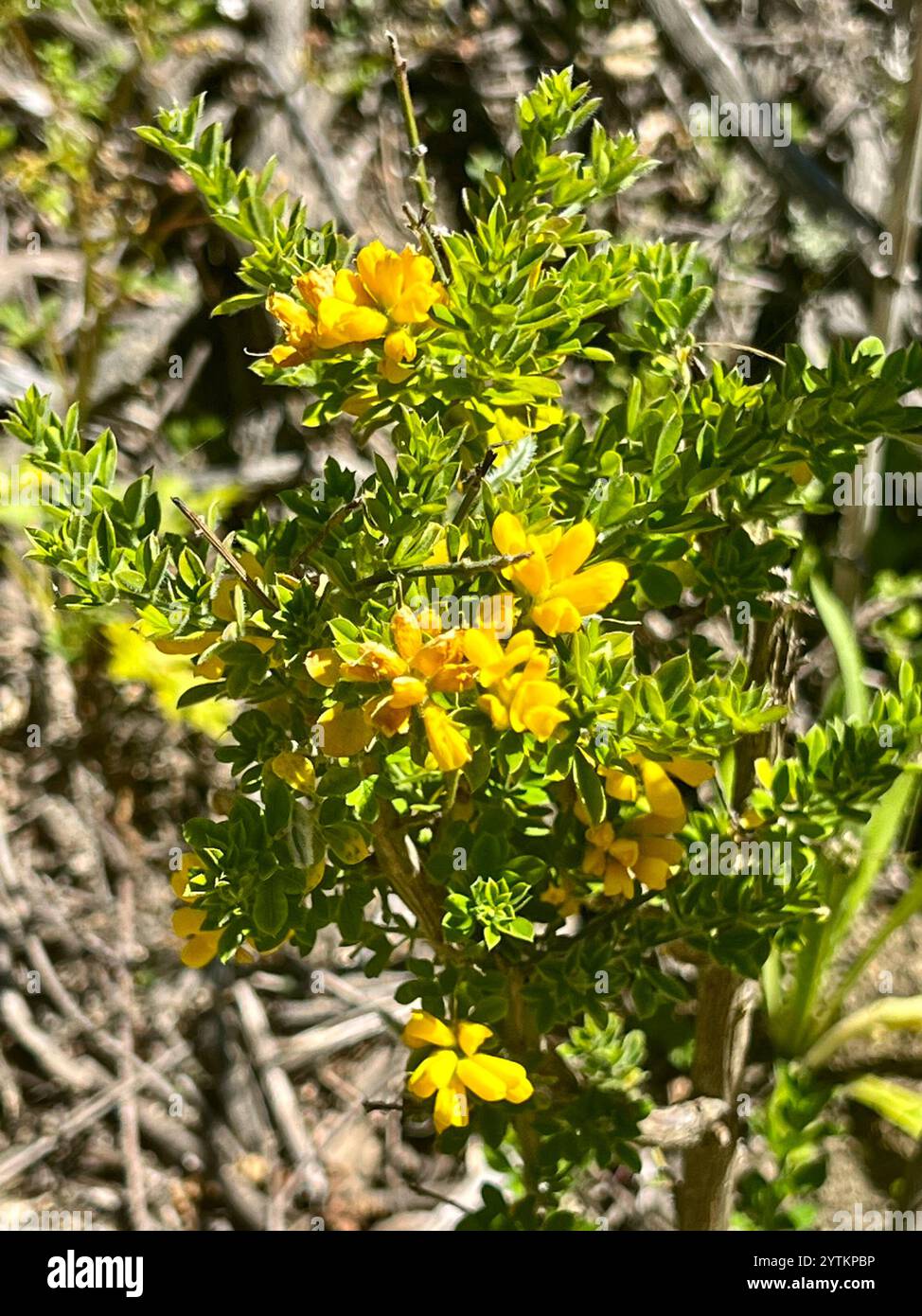 Genista monspessulana Banque de photographies et d’images à haute ...