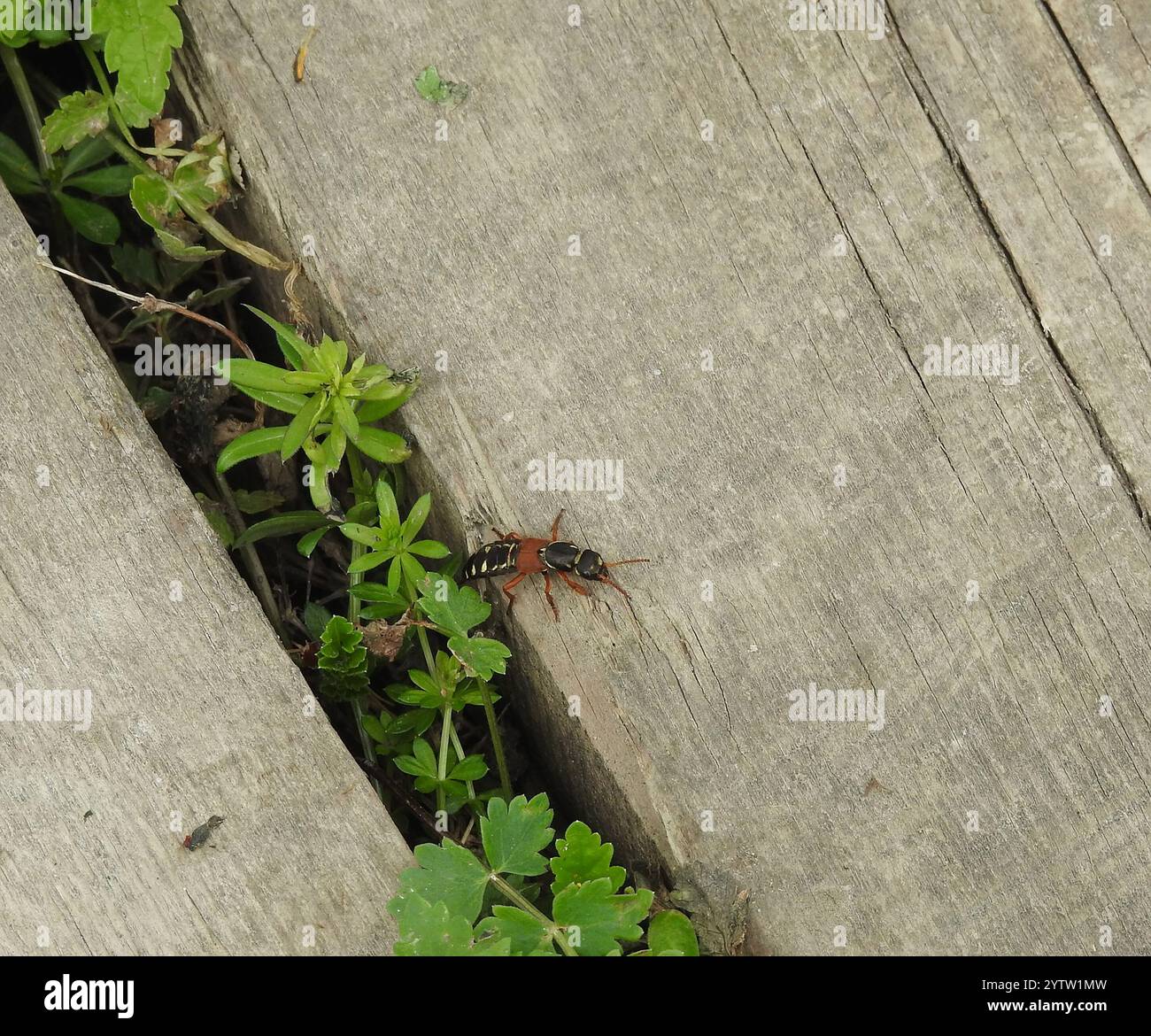 Staphylinus caesareus Banque de photographies et d’images à haute ...