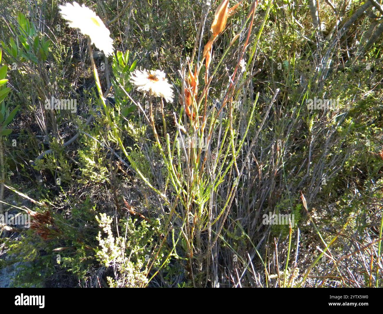 Edmondia sesamoides Banque de photographies et d’images à haute ...