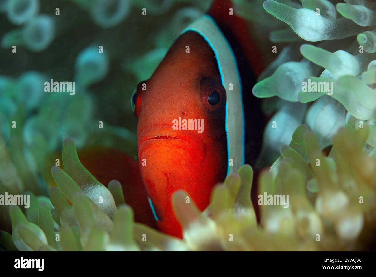 Le poisson-clown à la tomate (Amphiprion frenatus). La photo a été ...