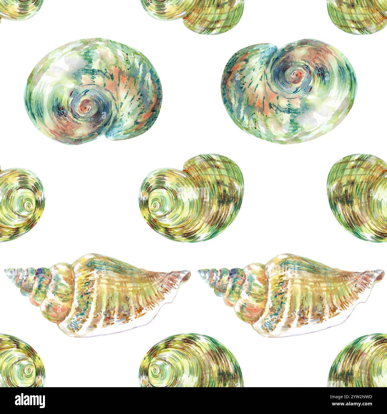 Motif coquillage monde sous-marin à l'aquarelle. Voluta virescens ...