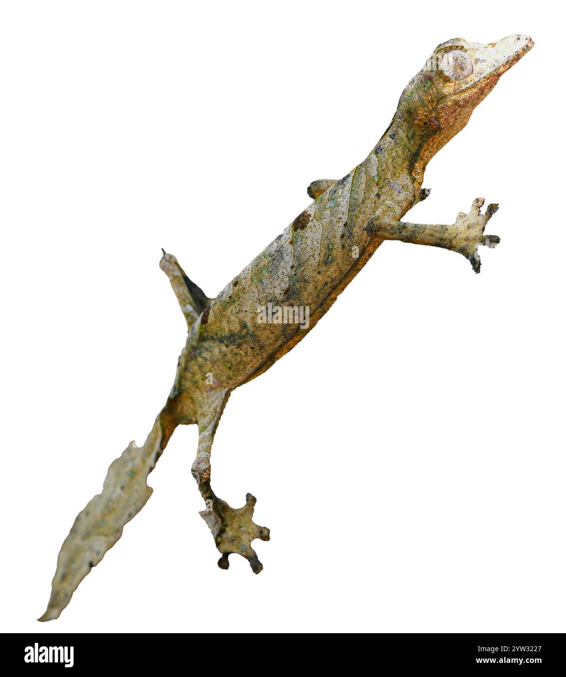 Gecko sur un arbre Banque d'images détourées - Alamy