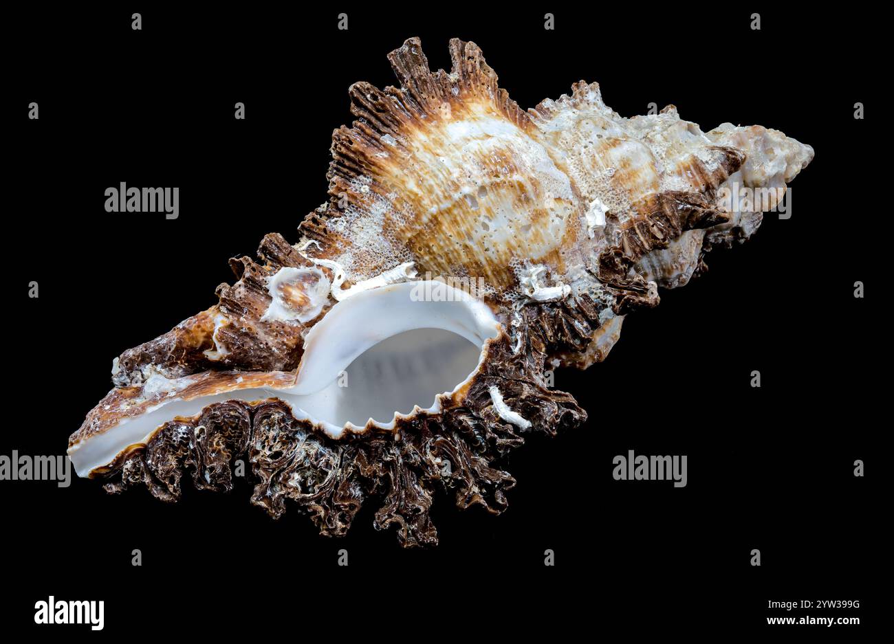 Murex chicoreus ramosus Banque de photographies et d’images à haute ...