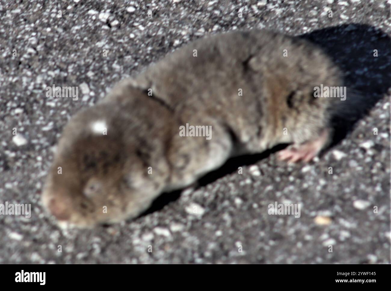 Cryptomys hottentotus Banque de photographies et d’images à haute ...