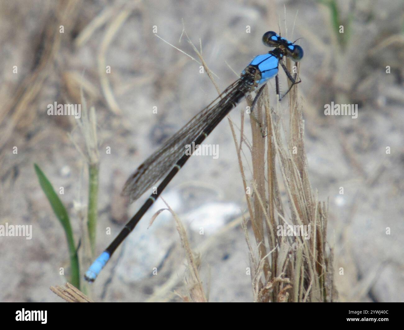 Argia apicalis Banque de photographies et d’images à haute résolution ...