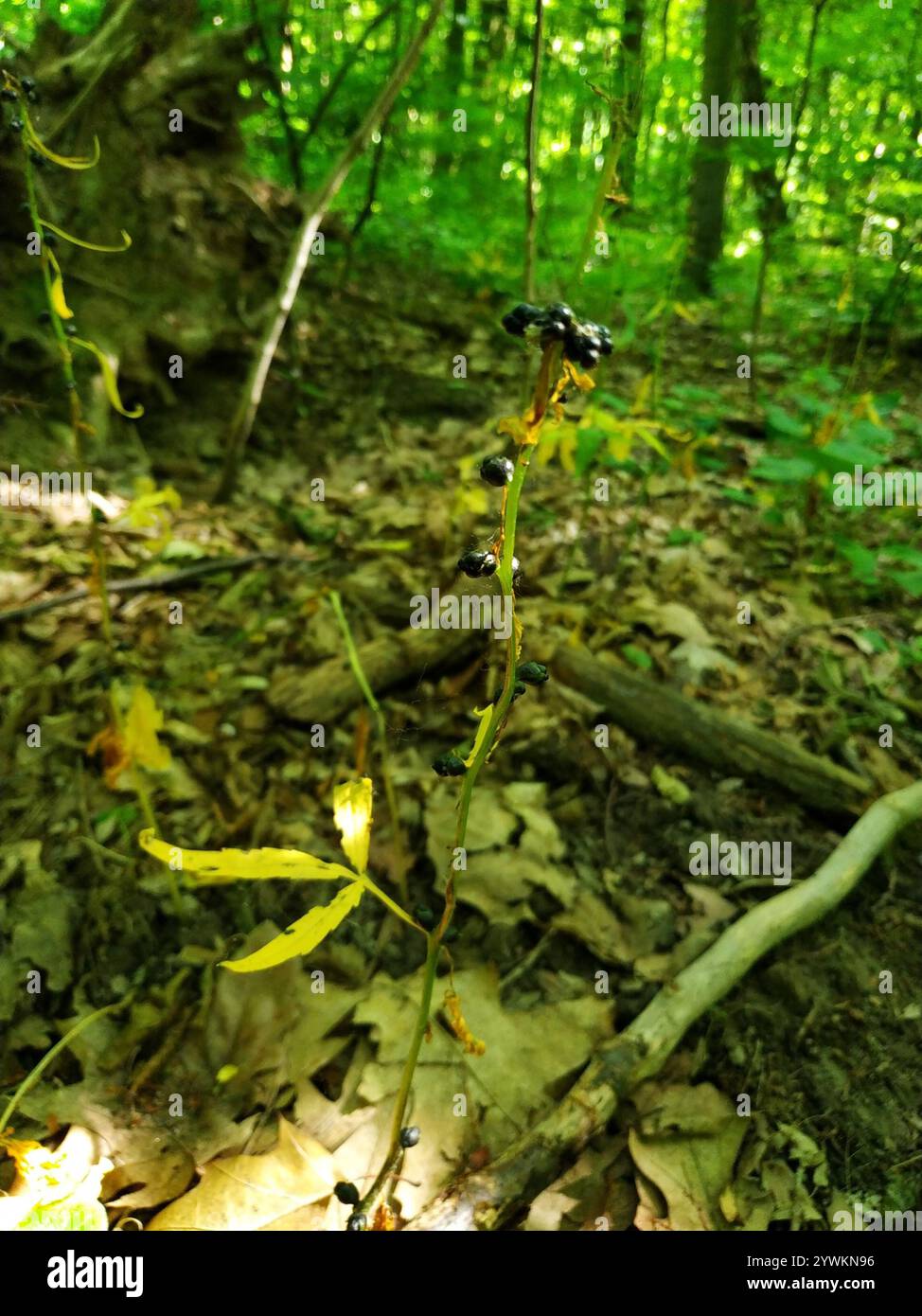 Coralroot cardamine bulbifera Banque de photographies et d’images à ...