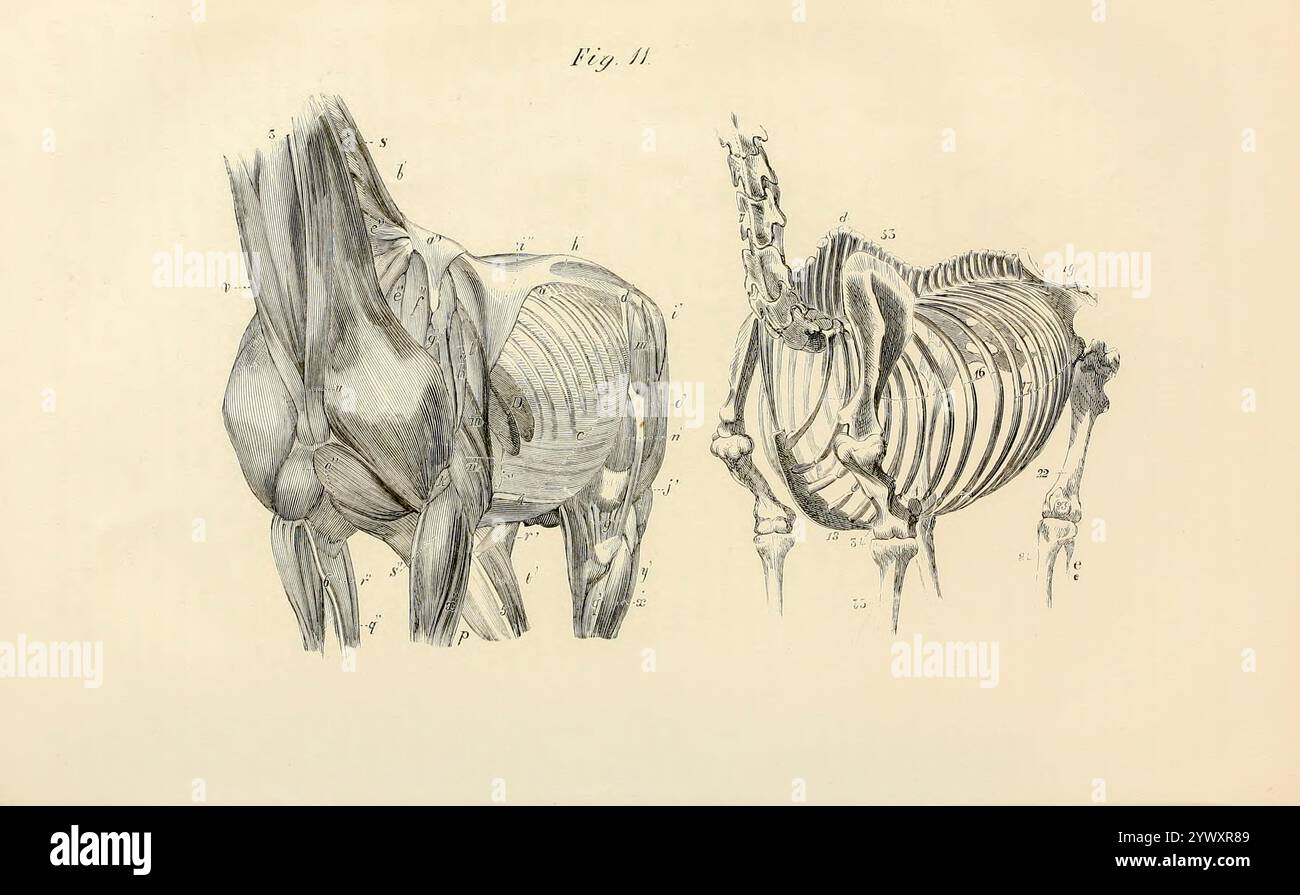 L'illustration de gauche montre une partie des muscles du corps, du cou ...