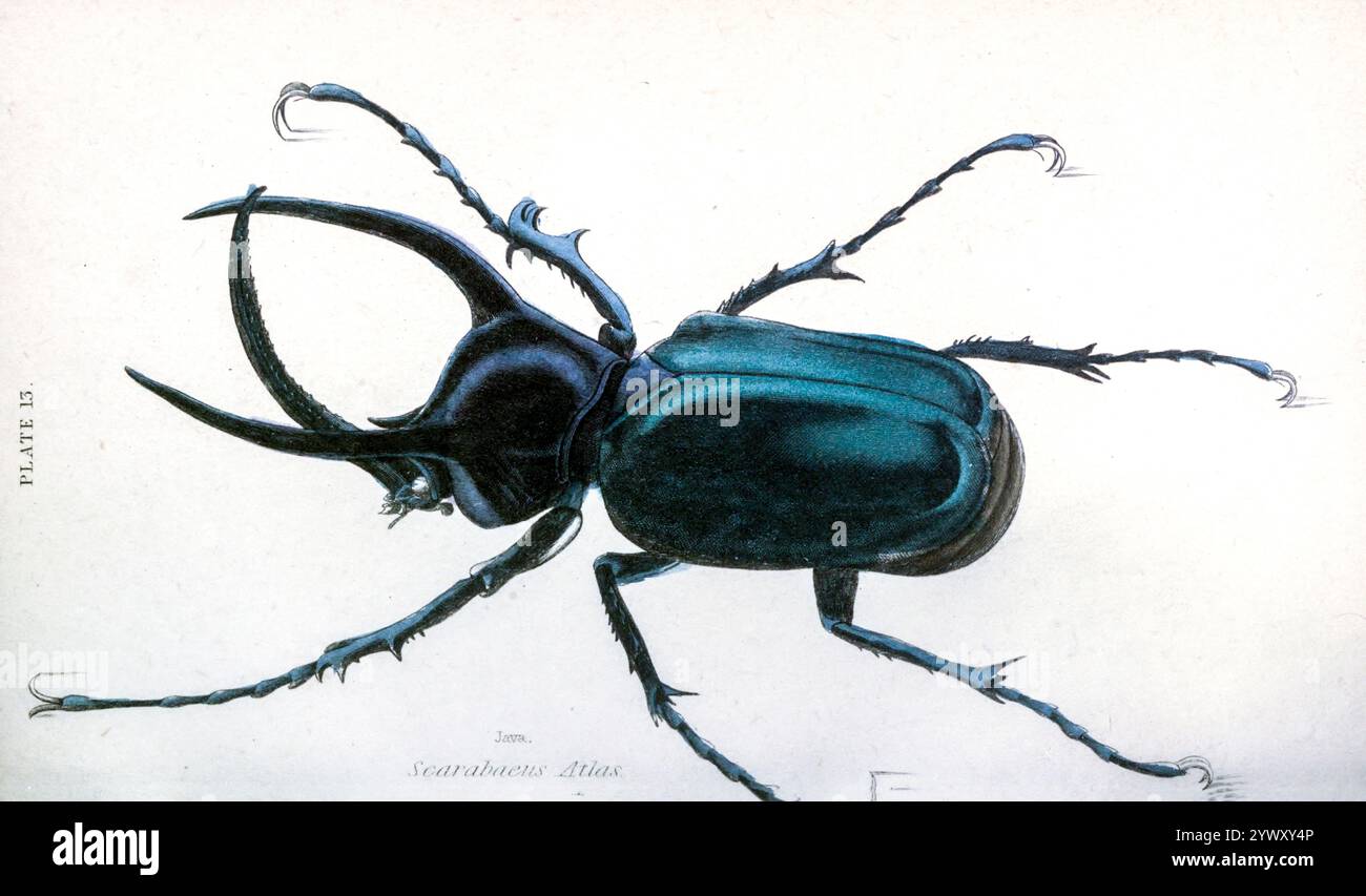 Atlas Beetle, Chalcosoma atlas [ici sous le nom de Scarabaeus Atlas ...