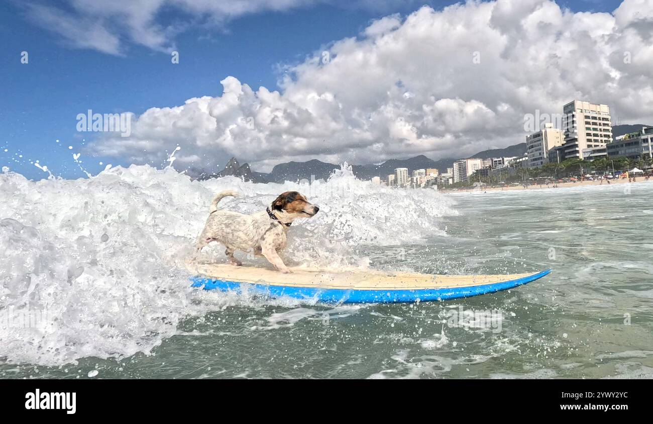 12 décembre 2024, Rio de Janeiro, Rio de Janeiro, Brésil : BENJI, 4 ans ...