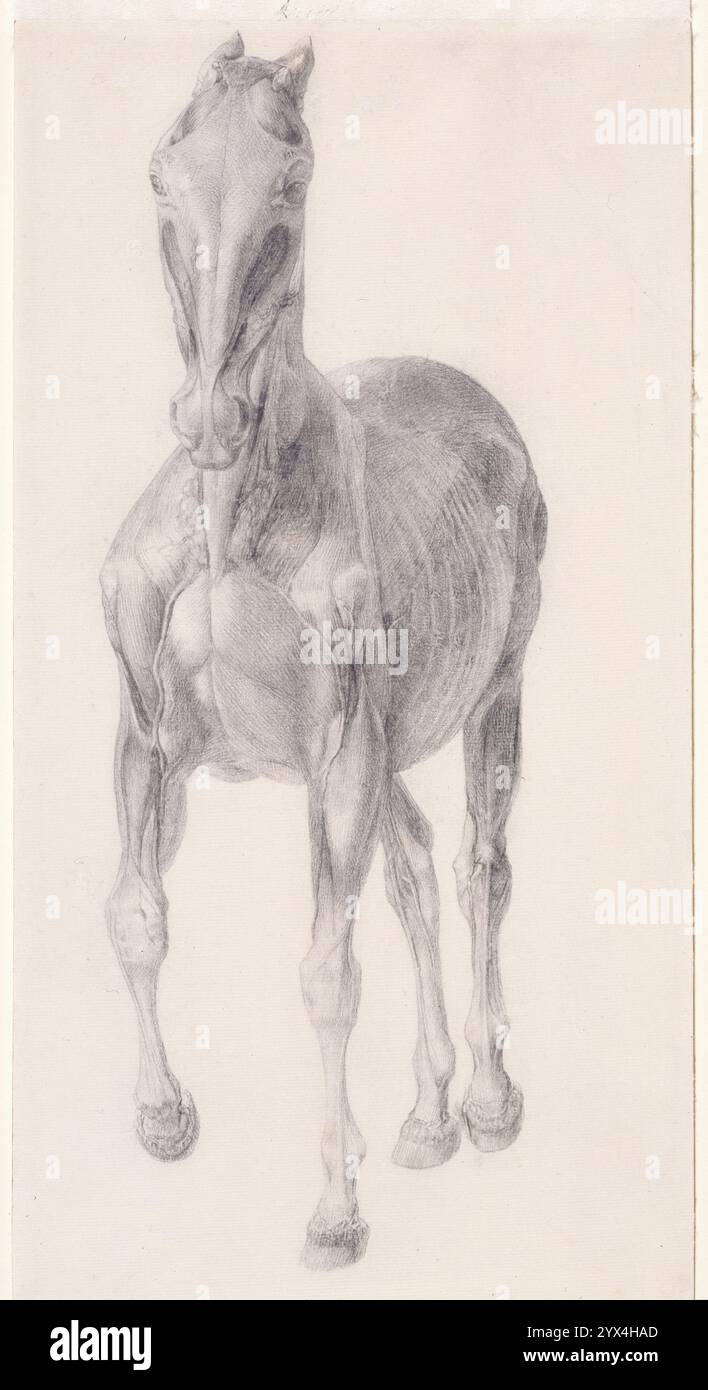 Anatomie muscle cheval Banque de photographies et d’images à haute ...