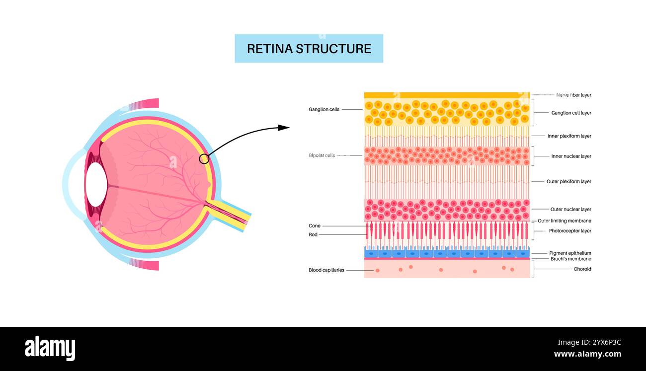 Retina diagram Banque de photographies et d’images à haute résolution ...