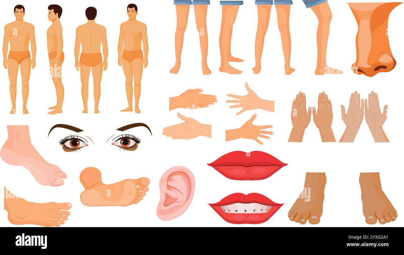 Parties du corps humain, ensemble d'organes d'anatomie humaine ...