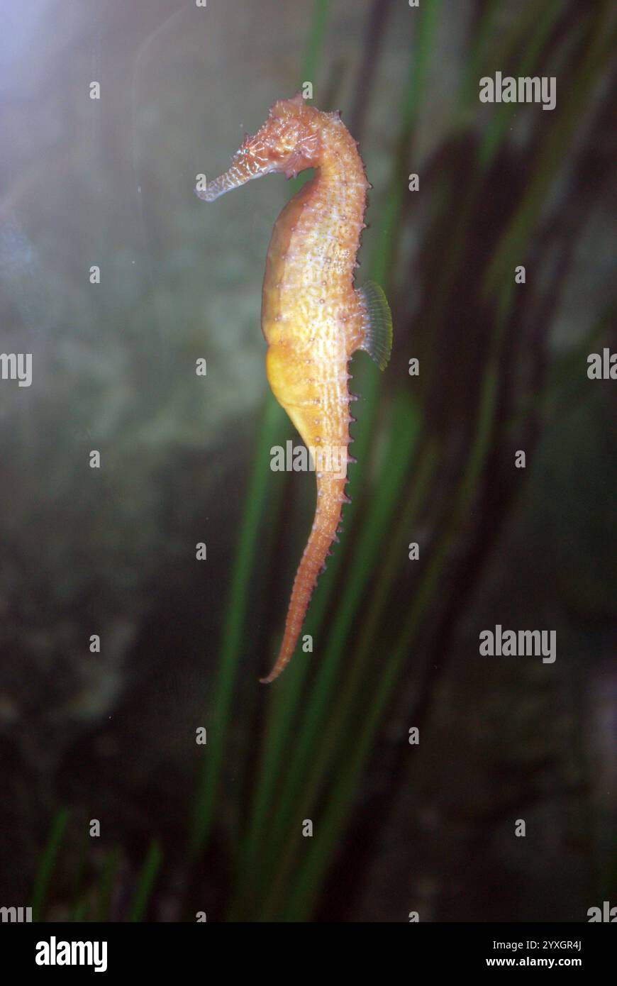 Hippocampe reproduction Banque de photographies et d’images à haute ...