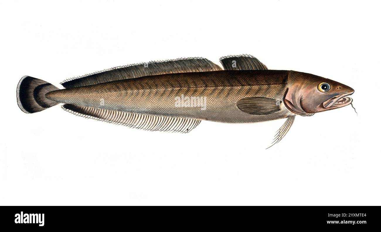 Fisch, Fische, Familie der Dorsche, Gadus molva, der Leng, The Ling ...