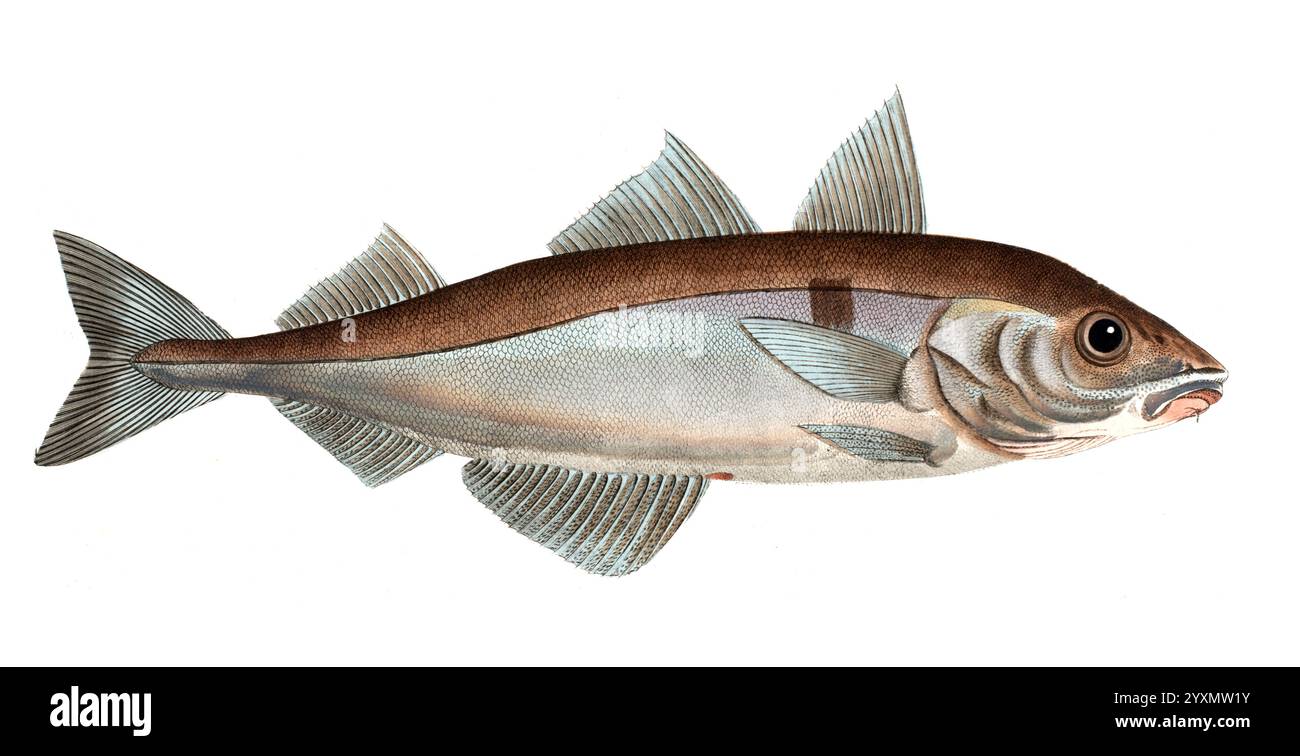 Fisch, Fische, Familie der Dorsche, Gadus arglefinus, der Sebelfisch ...