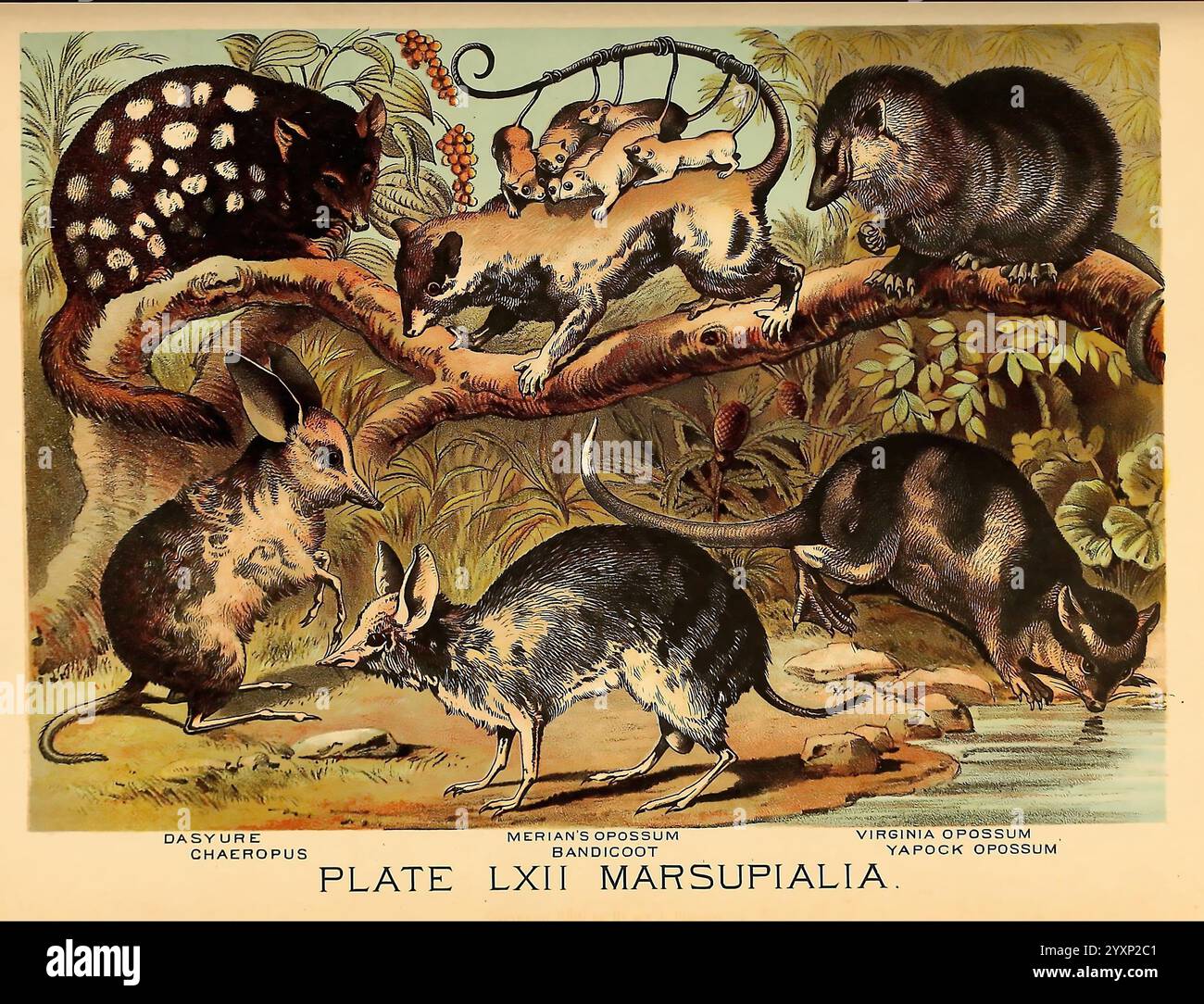 Johnson's Household book of nature, New York, H.J. Johnson, 1880 ...