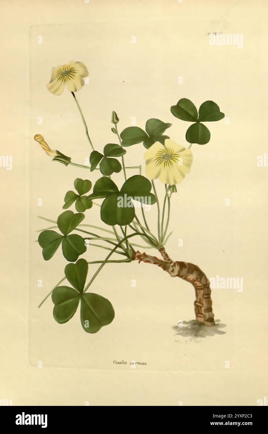 The Botanical cabinet, London, John & Arthur Arch, 1817-1833, Une ...