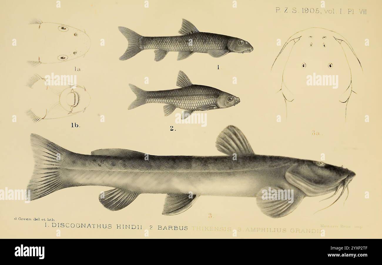Proceedings of the Zoological Society of London, London, Academic Press ...