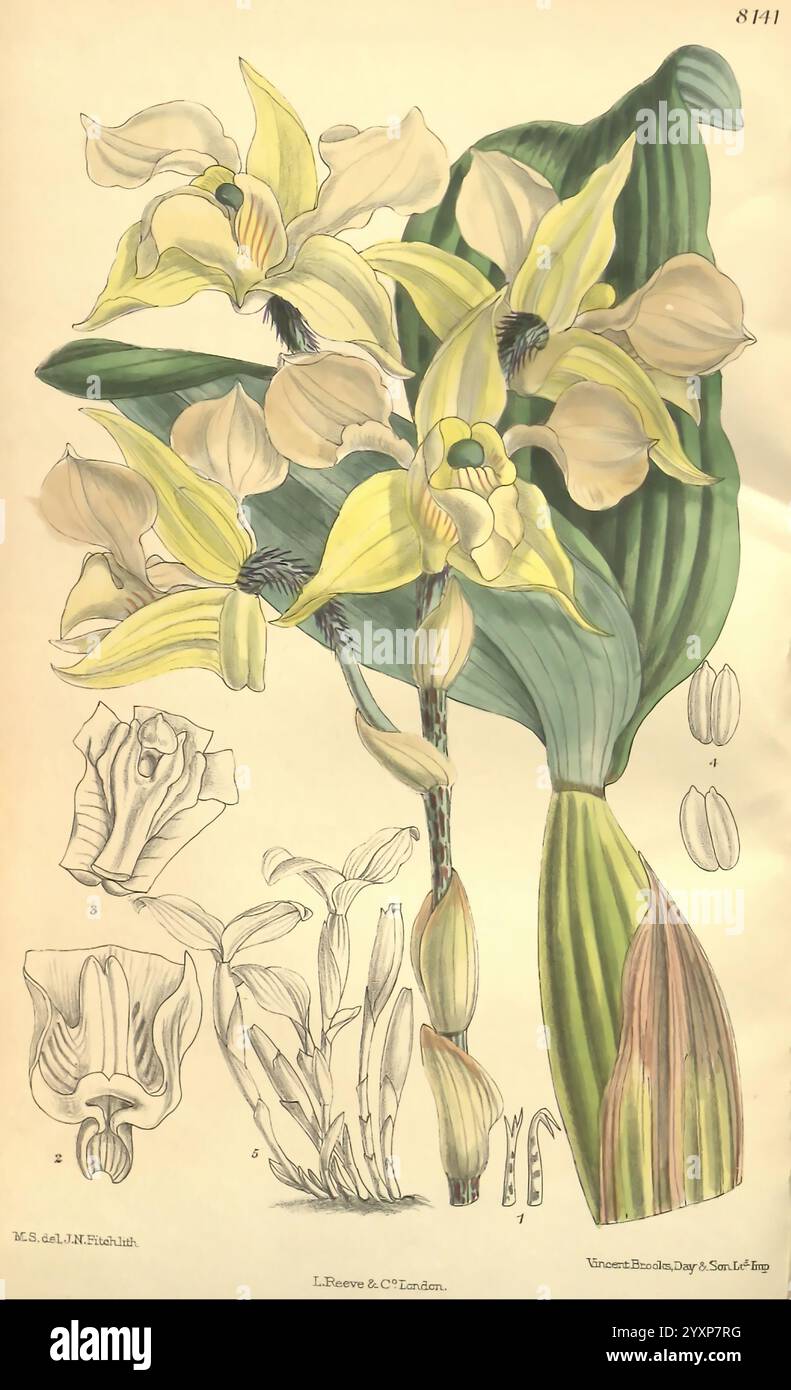 Curtis's Botanical magazine, Londres, New York, botanique, périodiques ...