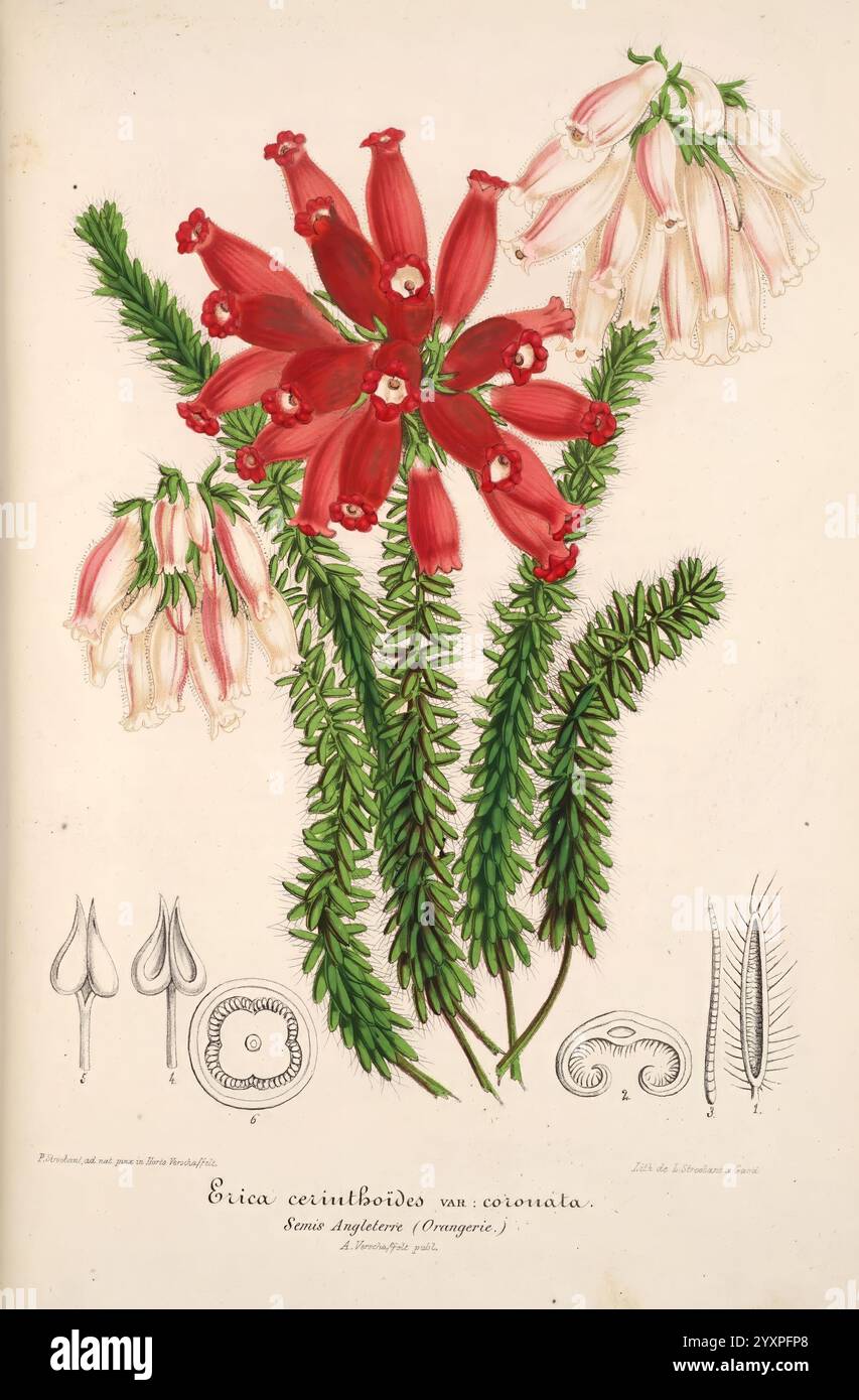 Flower plant anatomy dissection Banque de photographies et d’images à ...