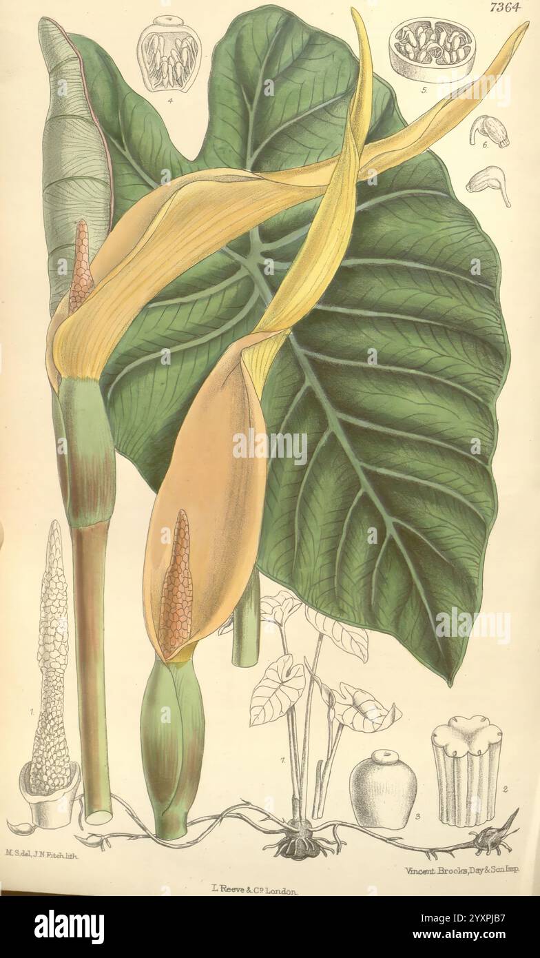 Curtis's Botanical magazine, Londres, New York, botanique, périodiques ...