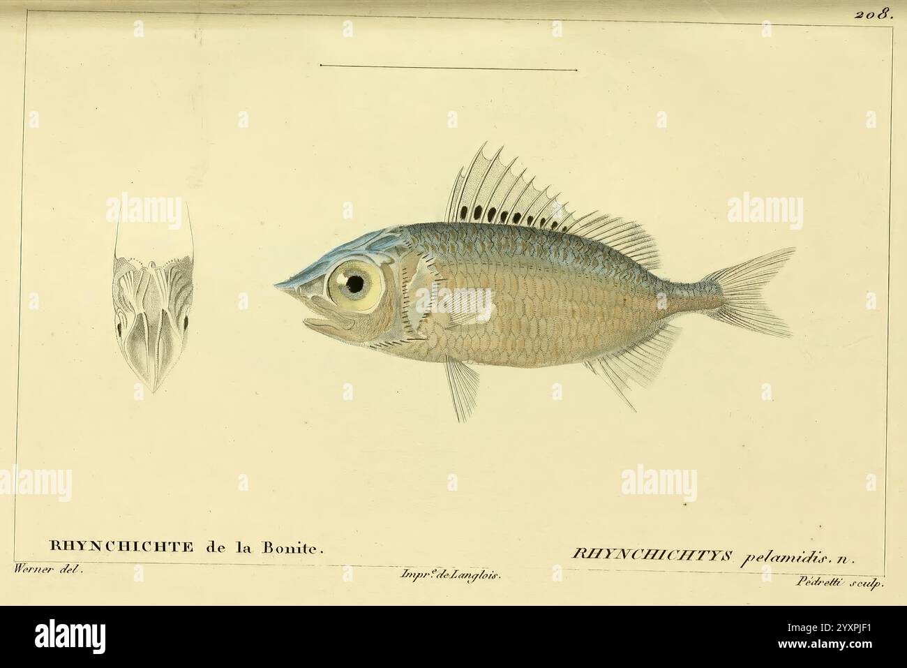 Histoire naturelle des poissons, Paris, chez F. G. Levrault, 1828-1849 ...