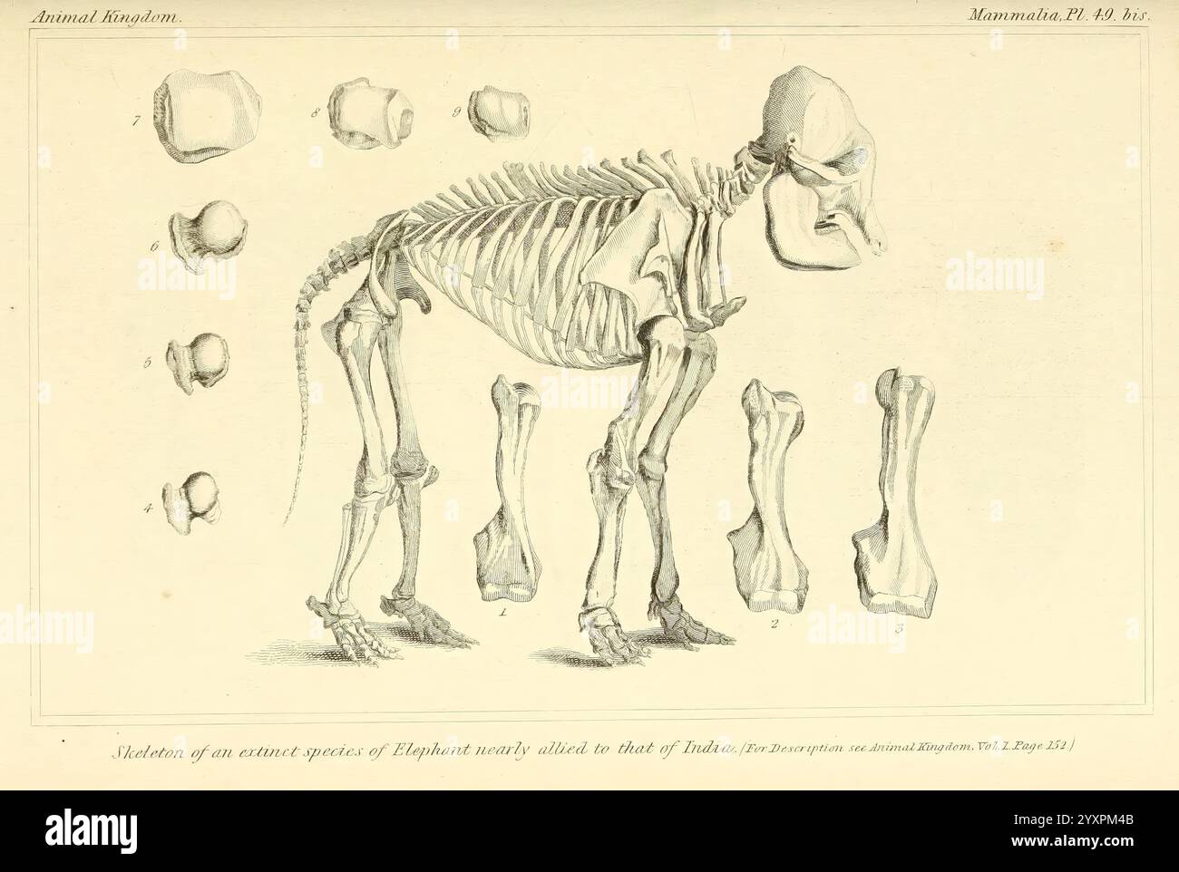 Elephantidae scientific classification kingdom Banque de photographies ...