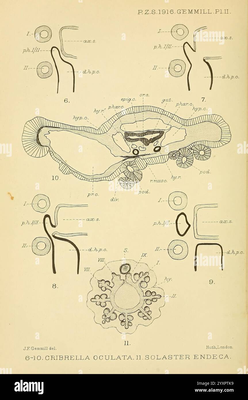 Proceedings of the Zoological Society of London, London, Academic Press ...