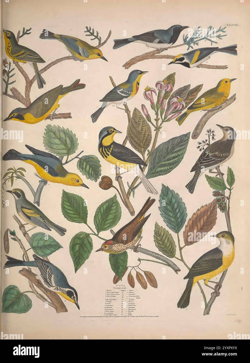 Illustrations of the American Ornithology of Alexander Wilson and Charles Lucien Bonaparte ...