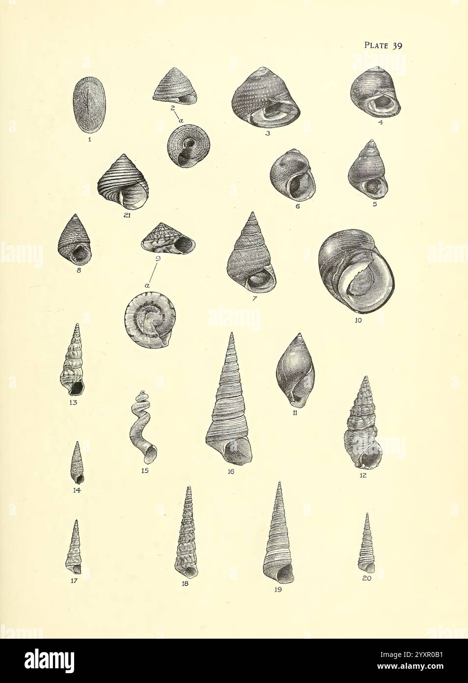 Manual of the New Zealand Mollusca, Wellington, N. Z, J. Mackay, govt ...