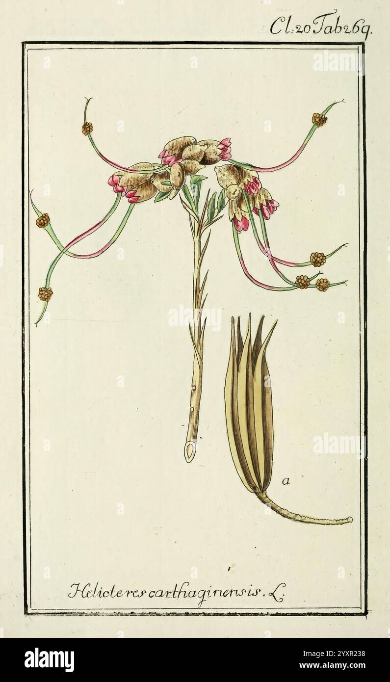 Plante helicteres angustifolia Banque de photographies et d’images à ...