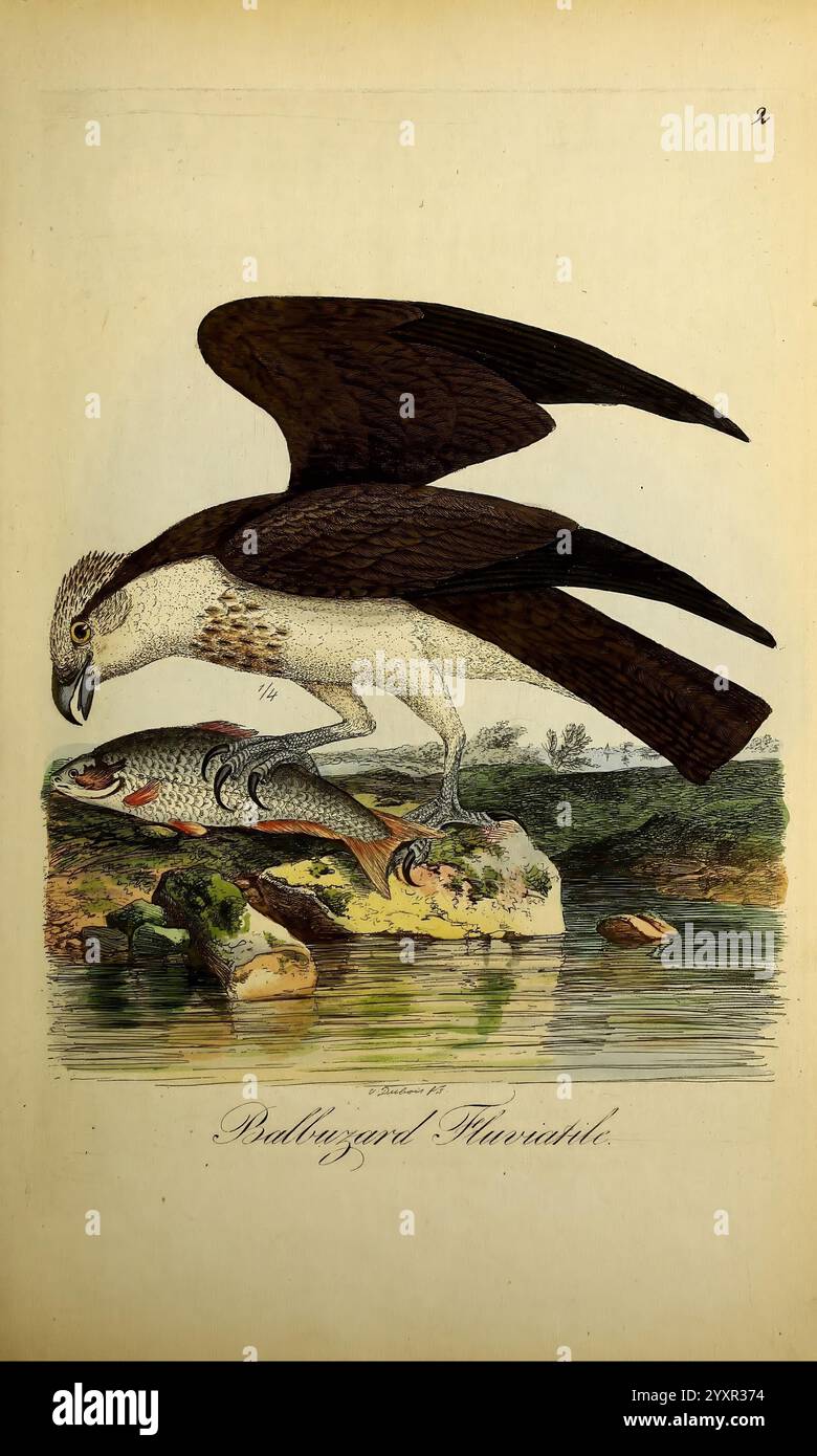 Planches coloriees des oiseaux de la Belgique et de leurs oeufs ...