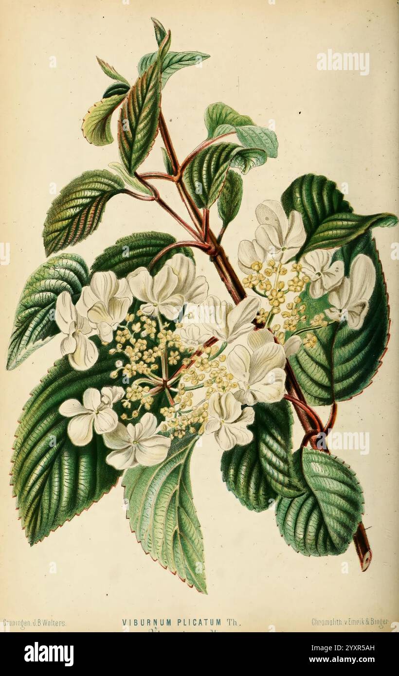 Neerland's Plantentuin Groningen J. Wolters 1865-1867 pays-Bas Botany ...