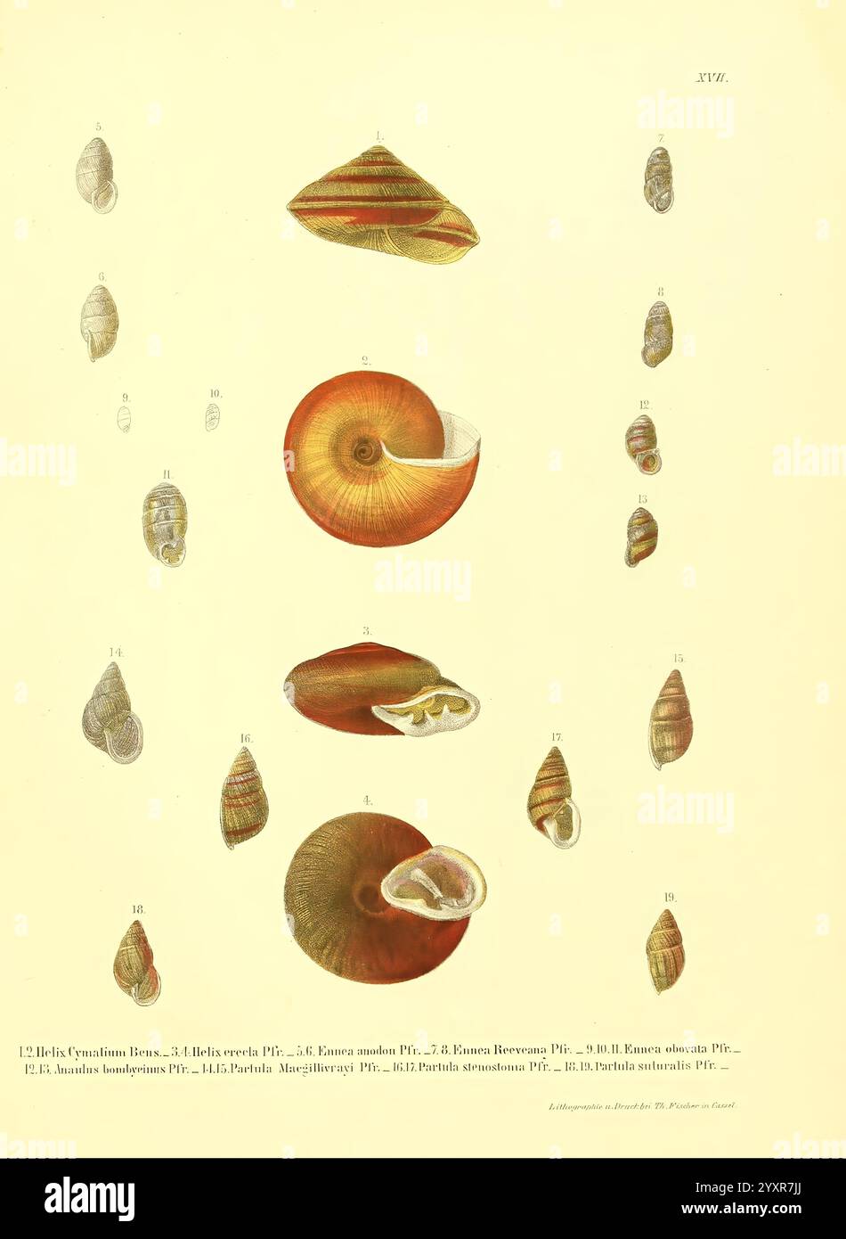 Novitates Conchologicae, Cassel, T. Fischer, 1854-79, mollusques ...