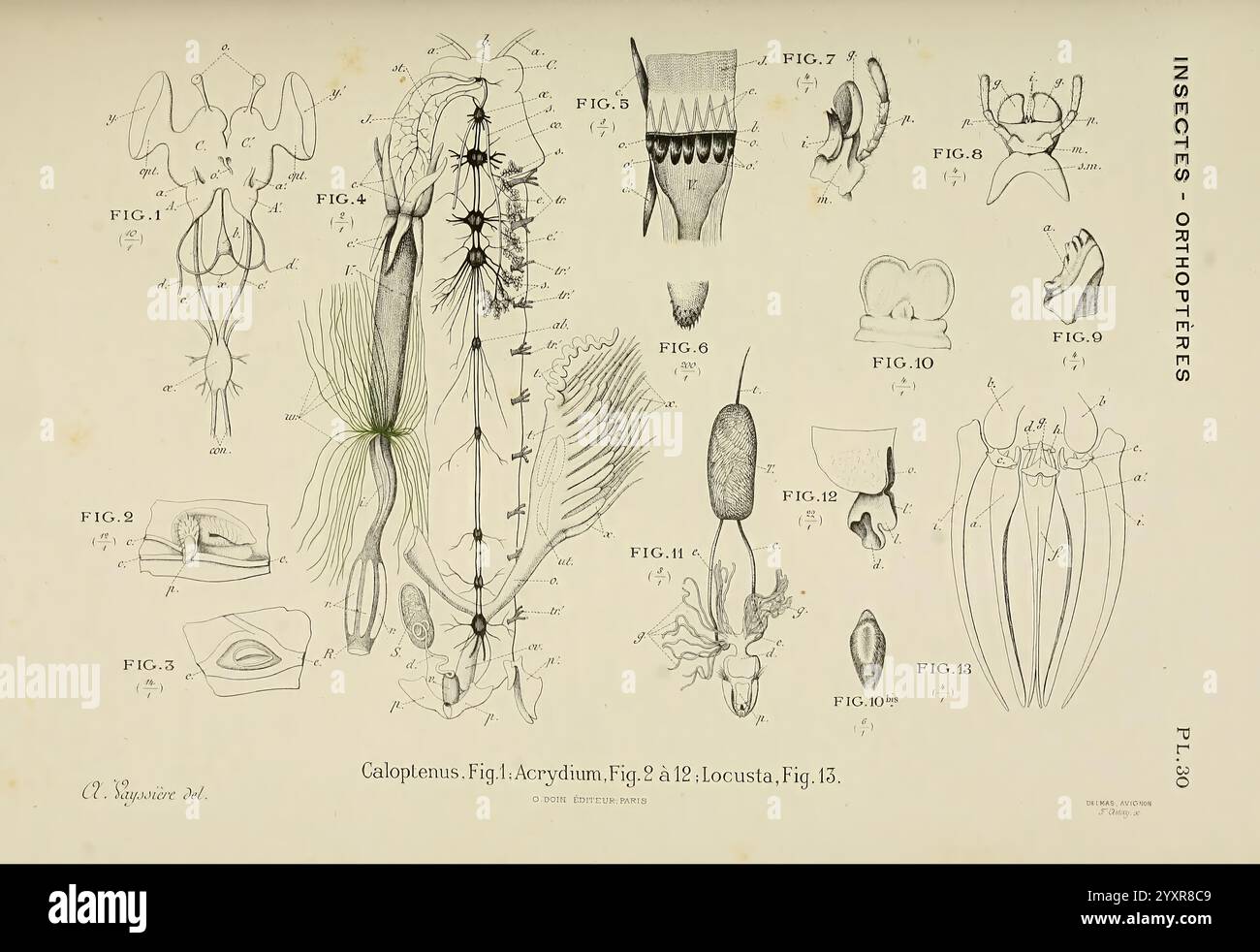 Orthoptera order Banque de photographies et d’images à haute résolution ...