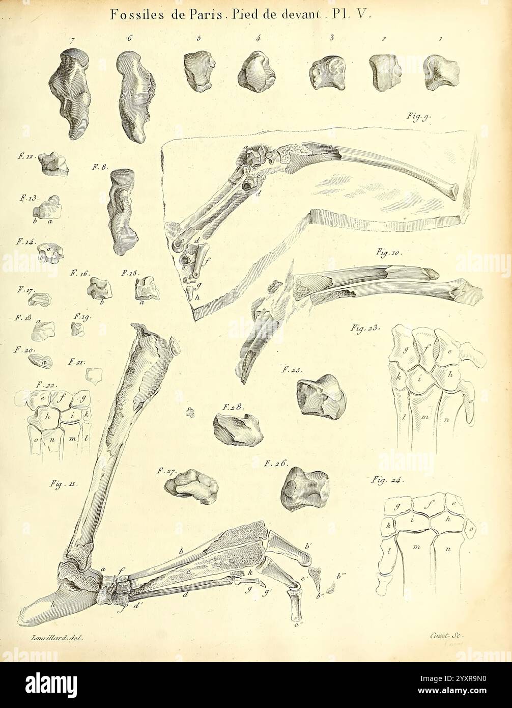 Recherches sur les ossemens fossiles de quadrupèdes Paris Deterville ...