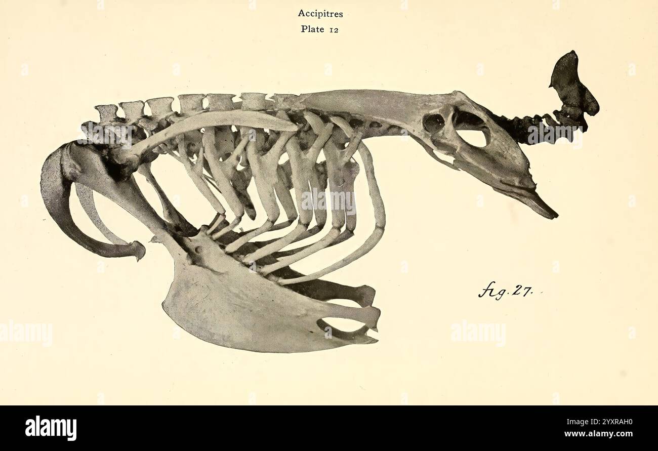 Oiseaux 1909 anatomie oiseaux os Banque de photographies et d’images à ...