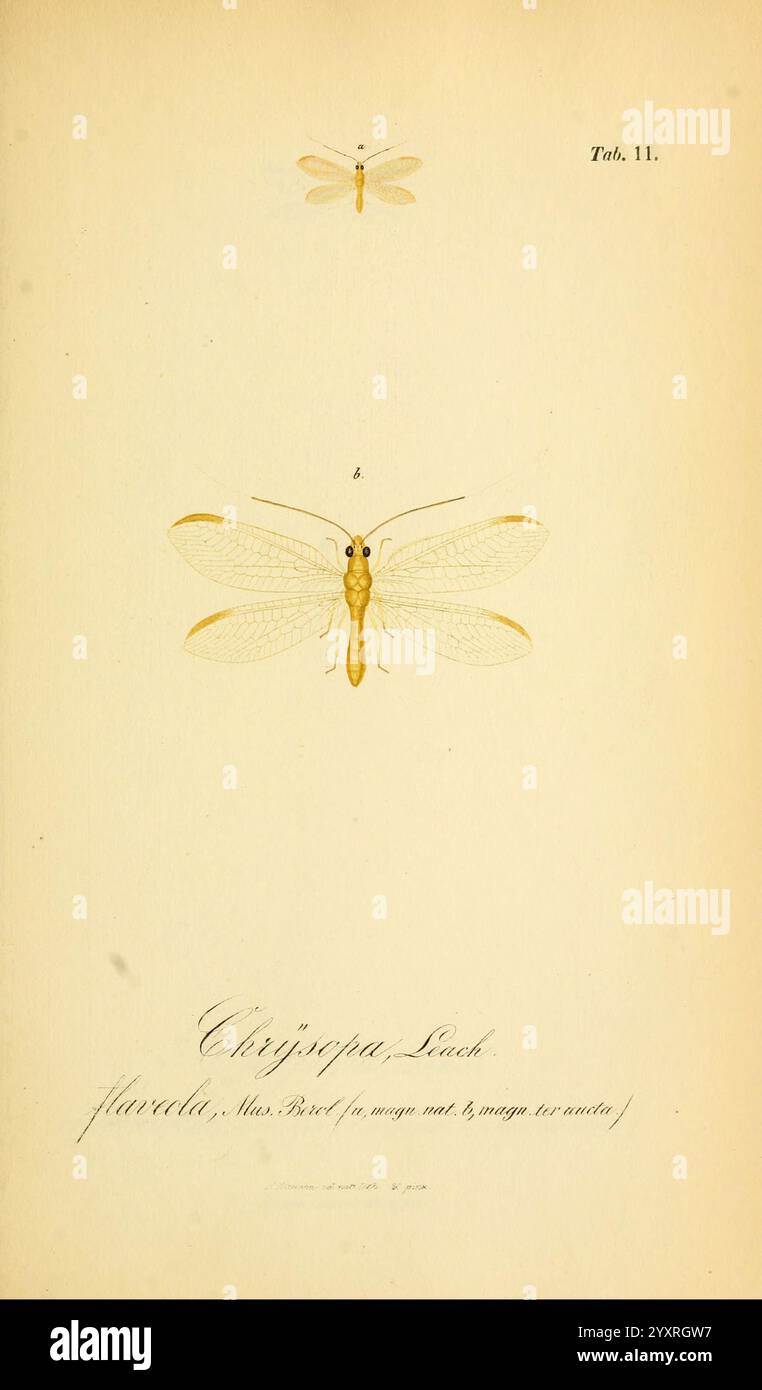 Symbolae ad monographiam generis Chrysopae, Leach. Vratislaviae, apud ...