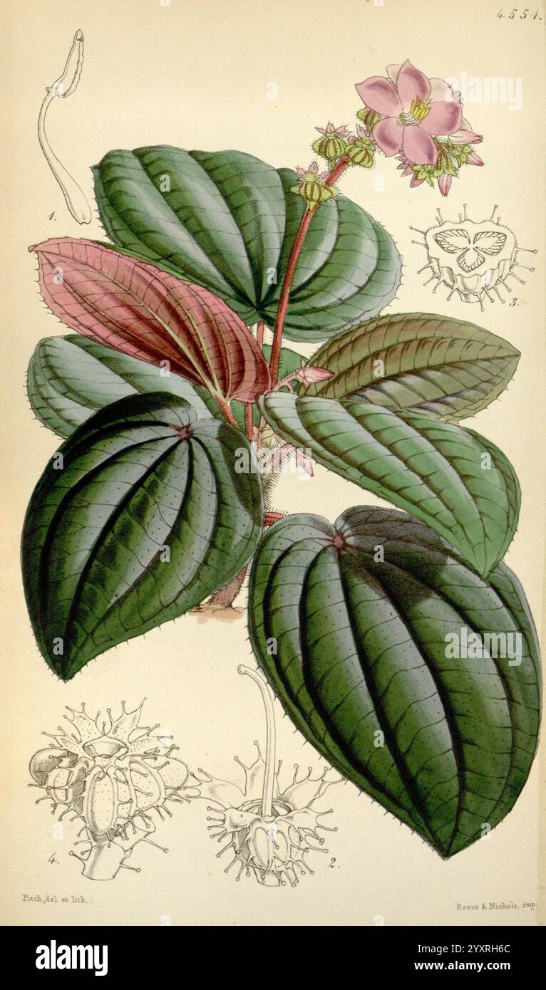 Curtis's Botanical Magazine Londres New York Botany Periodicals ...