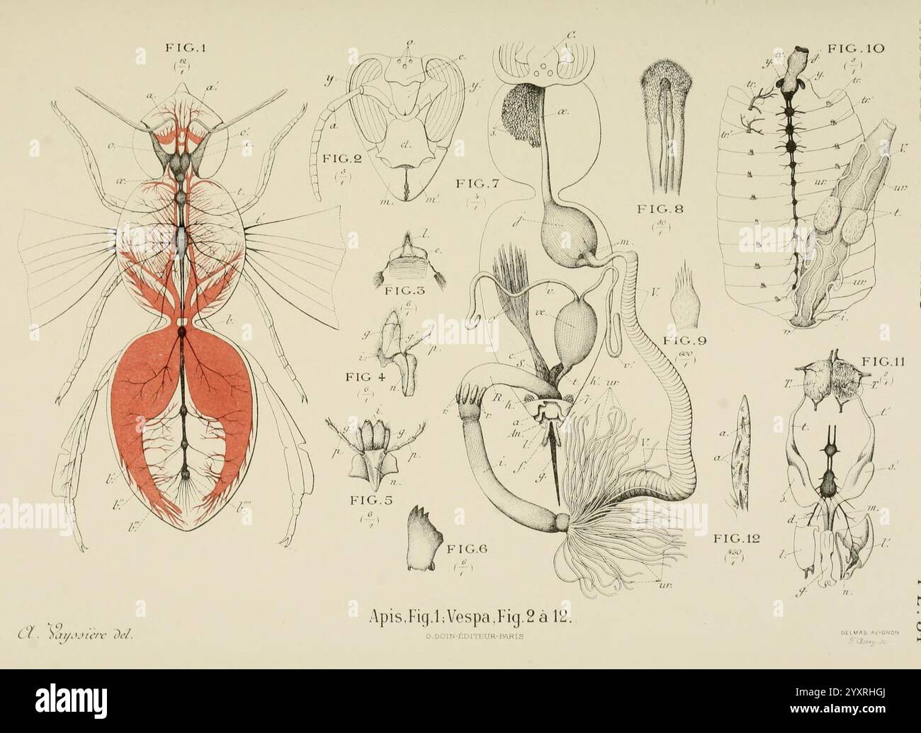 Atlas d'anatomie comparée des invertébrés Paris doin 1890 anatomie vers ...