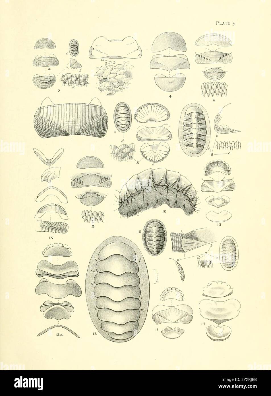 Manual of the New Zealand Mollusca, Wellington, N. Z, J. Mackay, govt ...