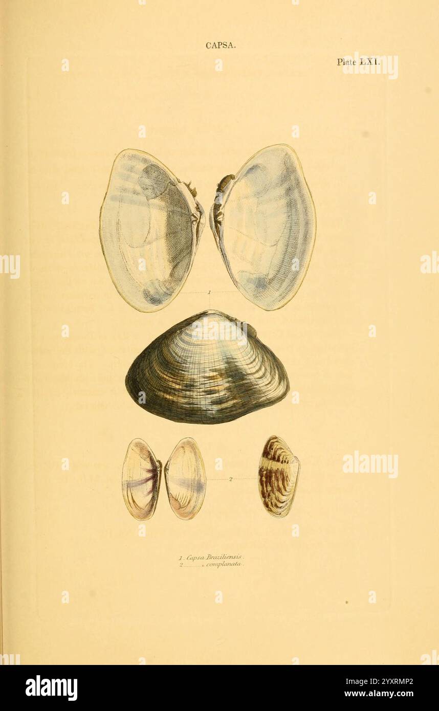 Conchologia systematica, ou système complet de conchologie Londres ...