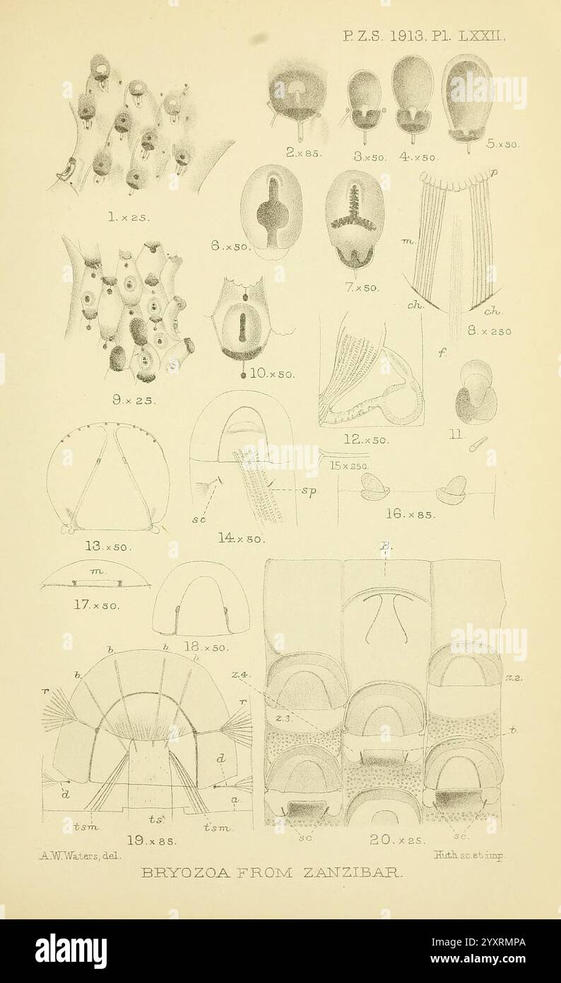 Des diagrammes anatomiques complexes illustrant Banque de photographies ...