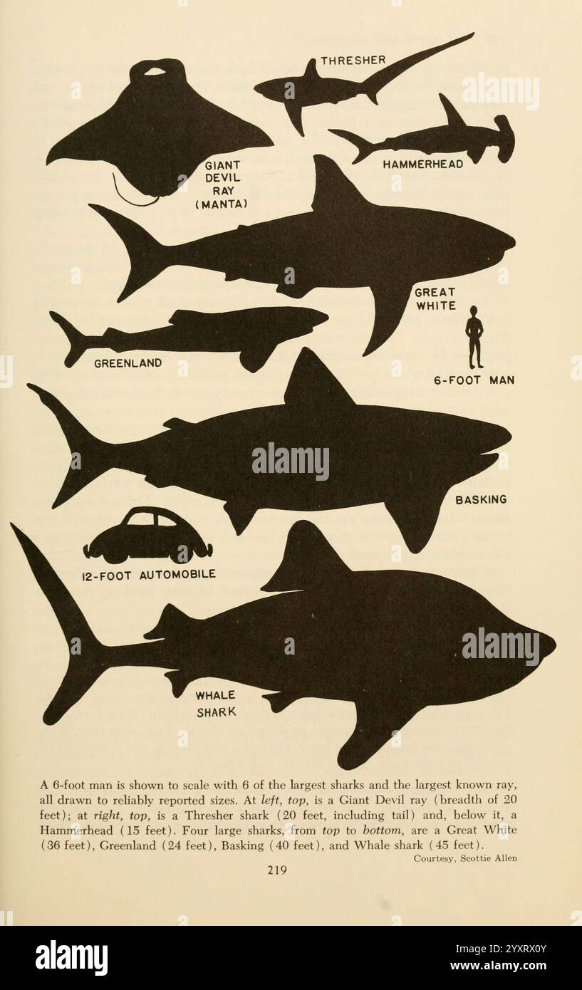 Requin woods hole chondrichthyes requin renard alopias vulpinus Banque ...