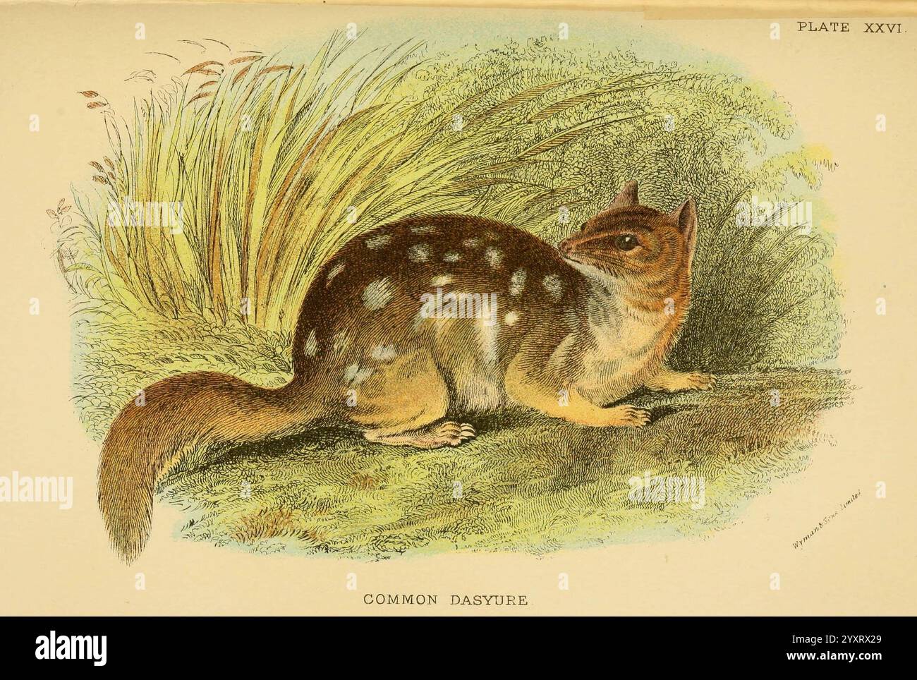 A Handbook to the marsupialia and Monotremata, Londres, E. Lloyd, 1896 ...