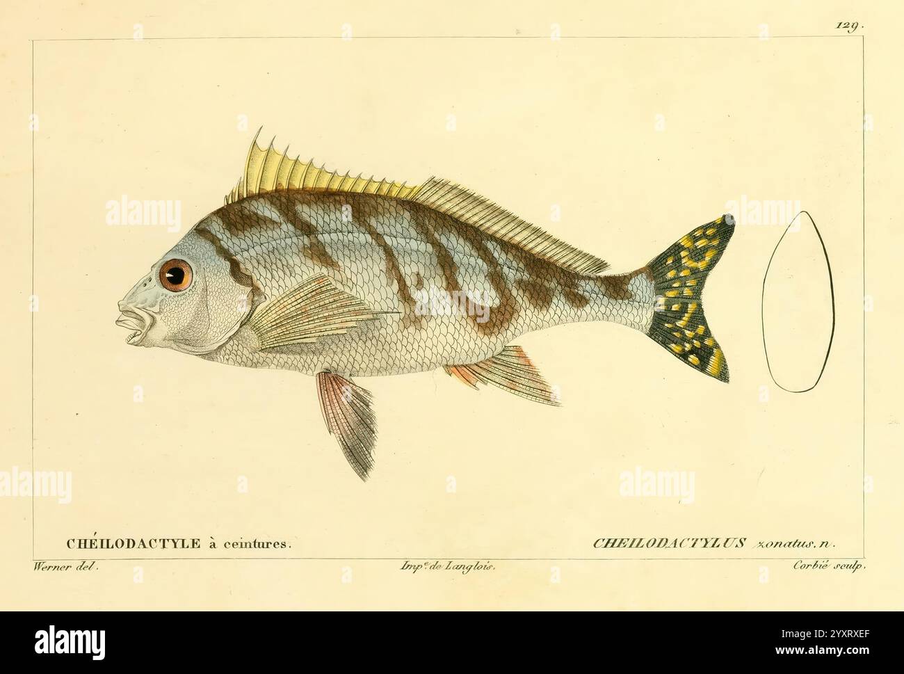 Cheilodactylus zonatus Banque de photographies et d’images à haute ...