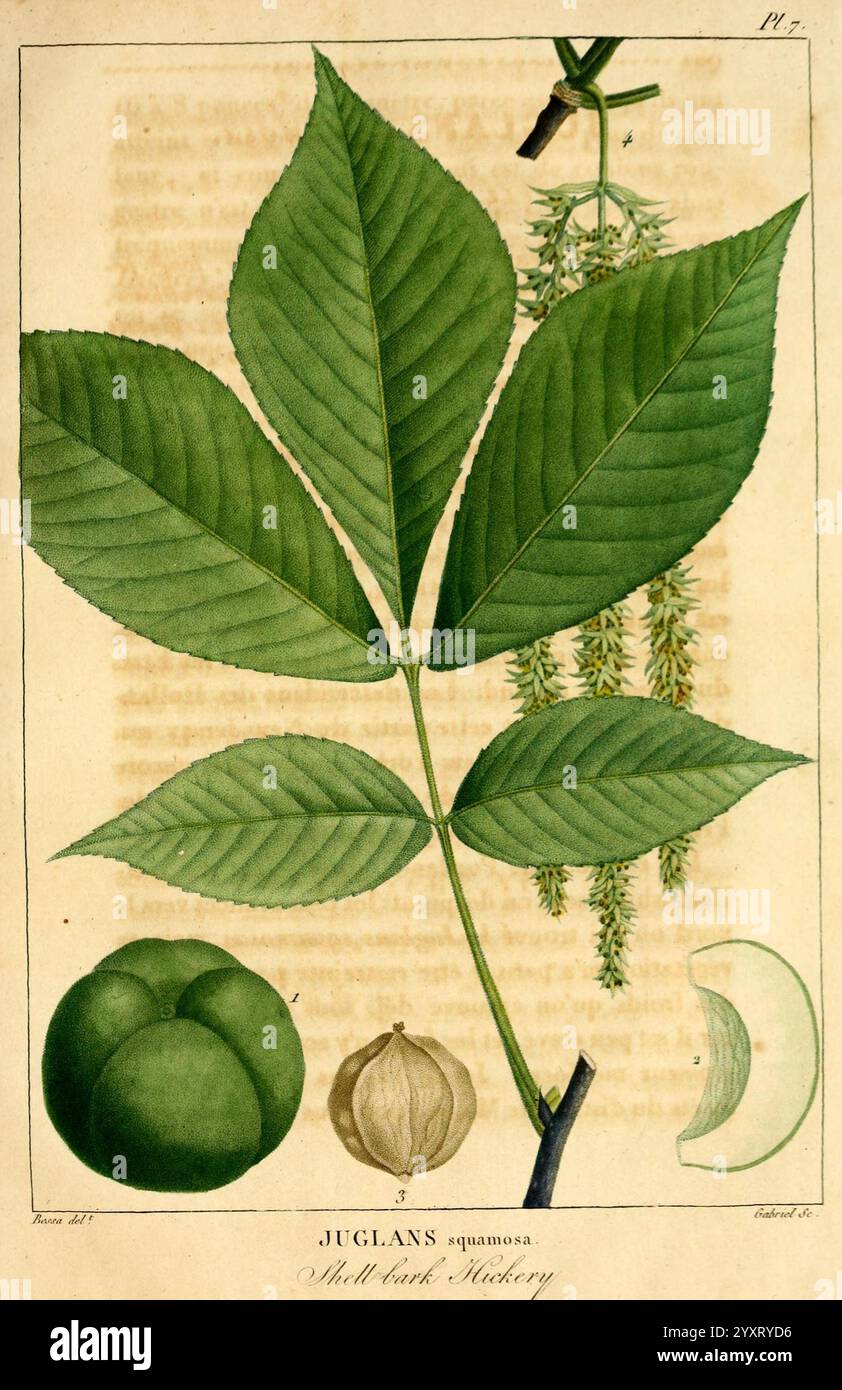 Histoire des arbres forestiers de l'Amérique septentrionale, Paris, L ...