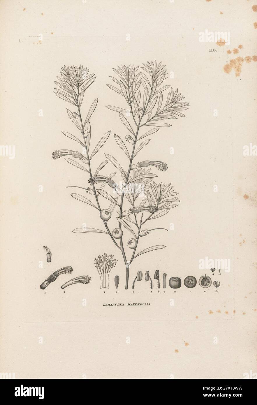 Voyage autour du monde Paris, chez Pillet AiÌ neÌ, 1824 ? 1844., Une ...