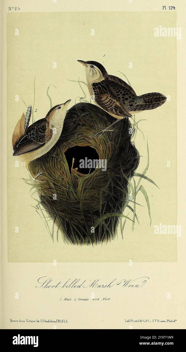 Les, oiseaux, de, Amérique, New York, G.R. Lockwood, 1871, 1839 ...